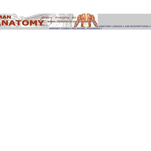 splanchnology | PPT
