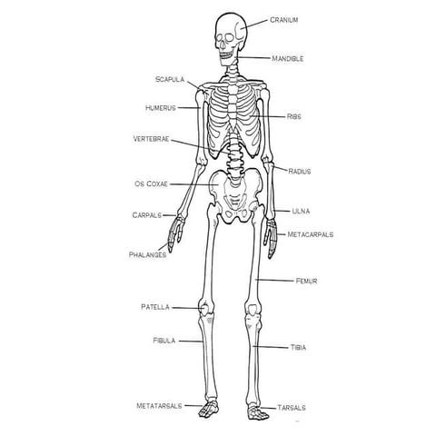 Anatomy | PPTX