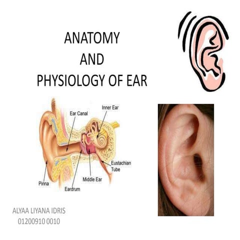 Anatomy of Ear | PPTX