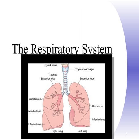 Chapter 22: Respiratory System (#1) | PPTX