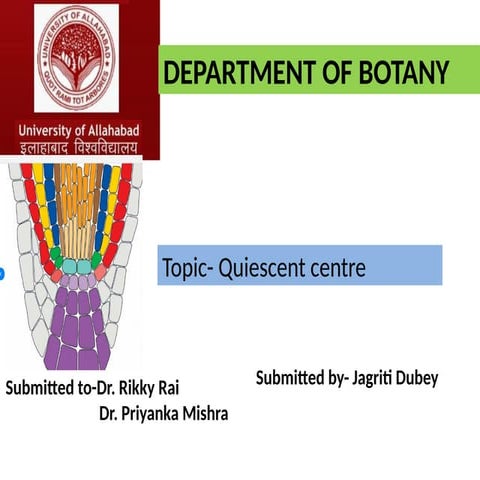 Anatomy, Quiescent centre, and their function | PPTX
