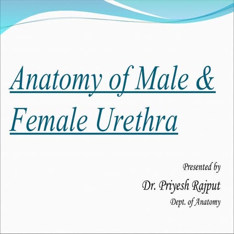 Anatomy of Male and Female Urethra - A Brief | PPT