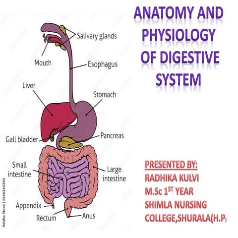 anatomy-and-physiology-of-digestive-system.doc