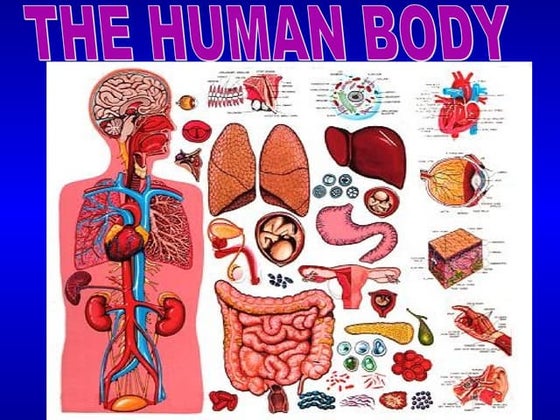 Introduction to human body Definition and scope of anatomy and ...