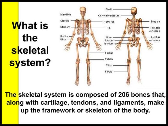 Anatomy-skeletal presentation (1).ppt
