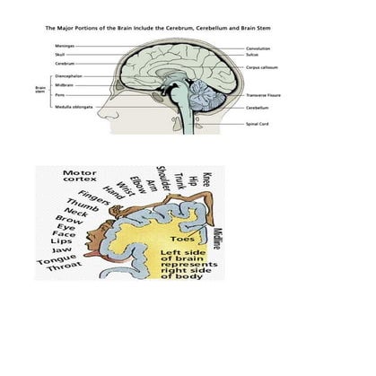 Vascular anatomy of posterior fossa | PPTX