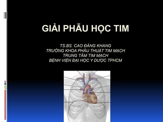 GIẢI PHẪU TIM | PDF