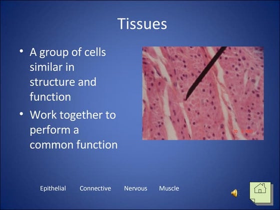 connective tissue | PPT