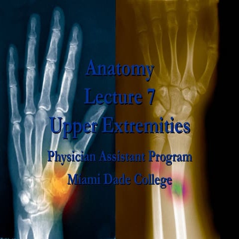 Anatomy Lect 7 Ue | PPT
