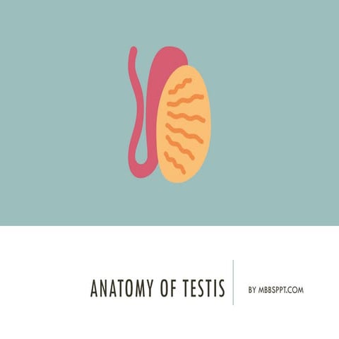 Anatomy of testis | PPTX