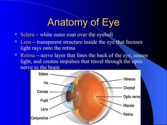 The eye and visual pathways for moodle | PPT