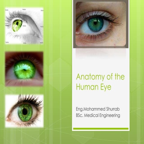 Anatomy of the Human Eye By Mohammed Shurrab | PPTX