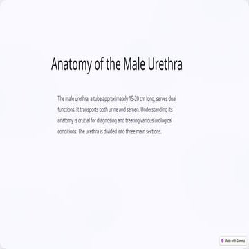 Anatomy-of-the-Male-Urethra and Disease progression | PPTX