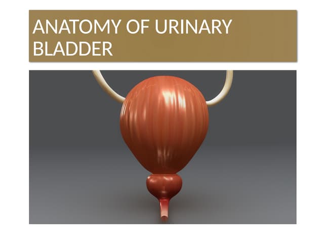 anatomy of Urinary bladder | PDF