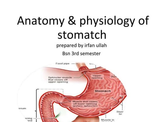 Anatomy Of Stomach Ppt The Stomach | Anatomy And Physiology II