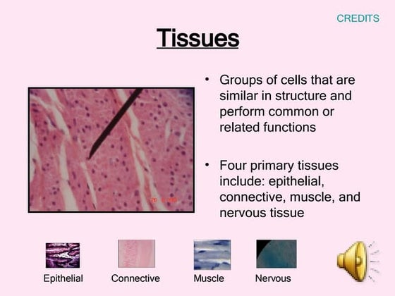 Connective Tissue Table.docx | Bone and Joint Conditions | Diseases and Conditions