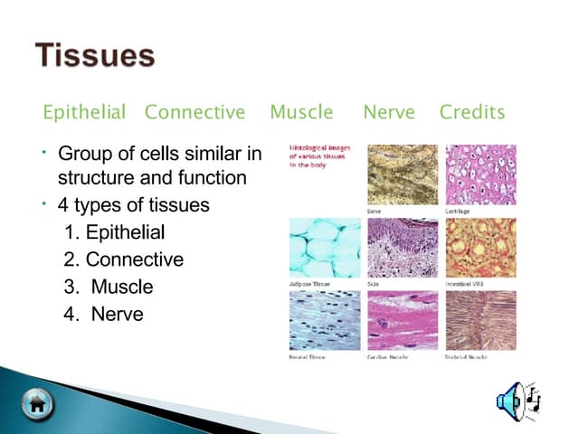 Connective tissue slides