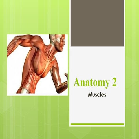 Anatomy 2 - types of muscles ad contraction | PPTX