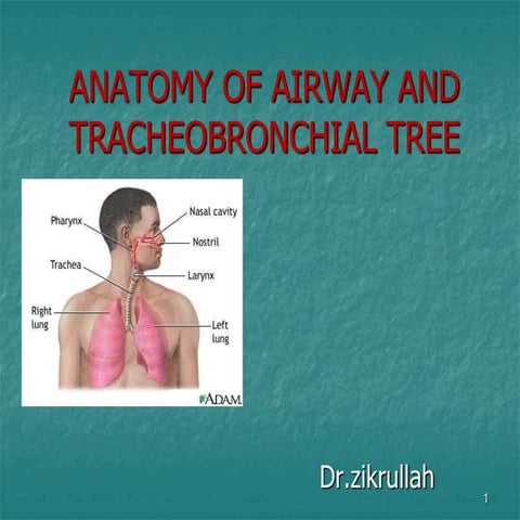 Anatomy of airway | PPT