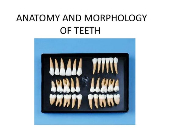 Tooth numbering system | PPT
