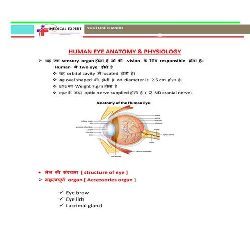 anatomy and physiology eye.pdf