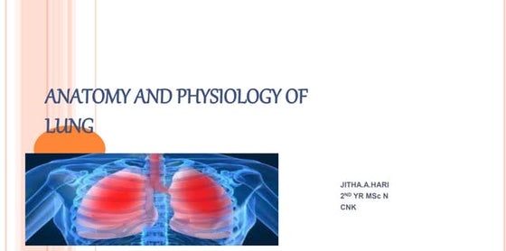 Lungs Anatomy Ppt Human Lung PowerPoint Presentation And Slides PPT