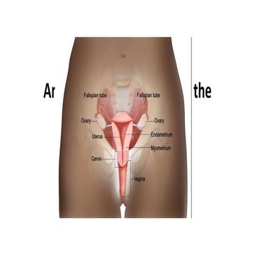 Anatomy And Physiology Of Cervix Pptx