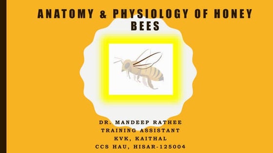 Morphology and anatomy of honeybee | PPT