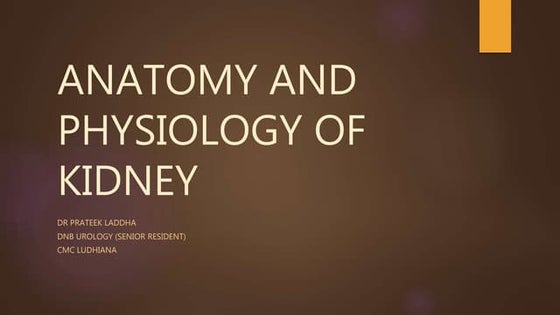 Anatomy Of Kidney Ppt PPT Kidney Homeostasis PowerPoint