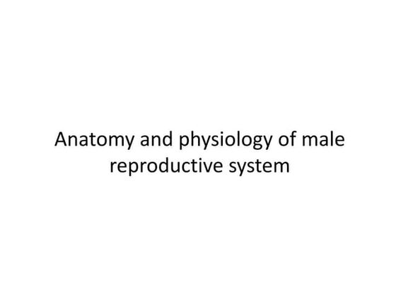 Male Reproductive Anatomy - Univ. of Winsconsin (Madison) | PPT ...