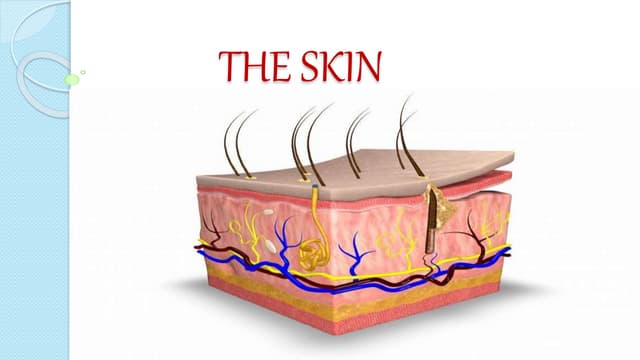 Skin: Structure and function of the skin | PPTX