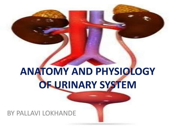 Urinary System Anatomy - ppt | PPT