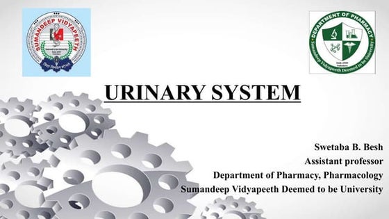 Anatomy and physiology (urinary system) | PPTX | Chemistry | Science
