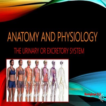 Anatomy and physiology (urinary system) | PPTX