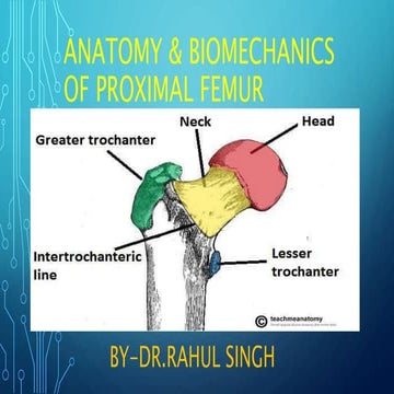 Anatomy,Biomechanics & surgical approaches of proximal femur | PPTX