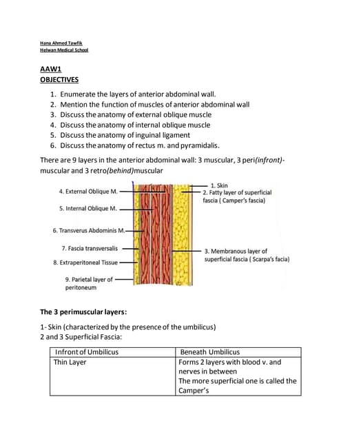 Abdominal wall anatomy and its clinical importance | PPT