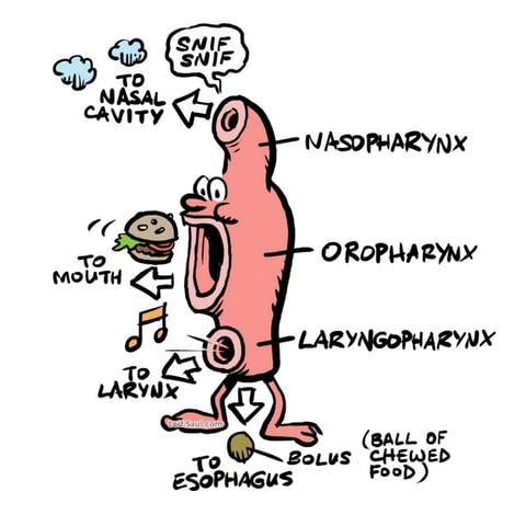 Anatomy-pharynx | PPT