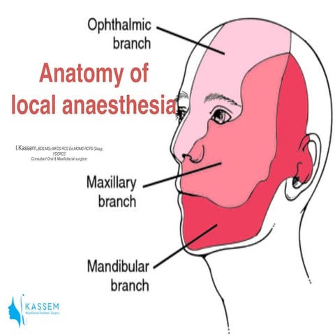 Anatomy for local anesthesia | PDF