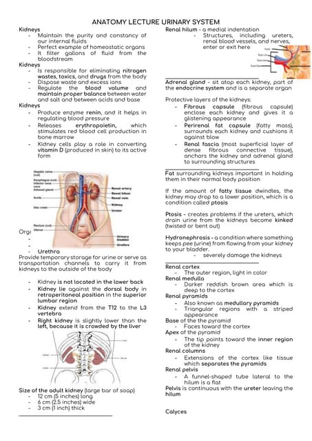 renal anatomy and physiology (function and structure).ppt | Chemistry | Science