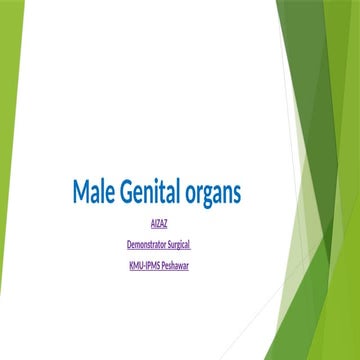 Anatomy of the Male External genitalia.pptx