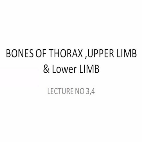 Anatomy Lecture No 3 4 Pdf