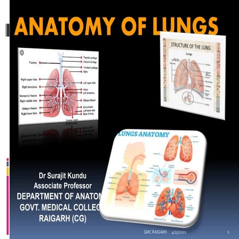 Anatomy lungs | PPTX