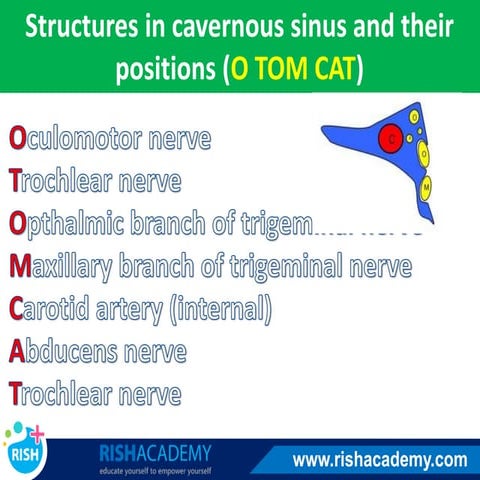 Anatomy mnemonics | PPTX