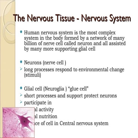 Nervous tissue | PPTX