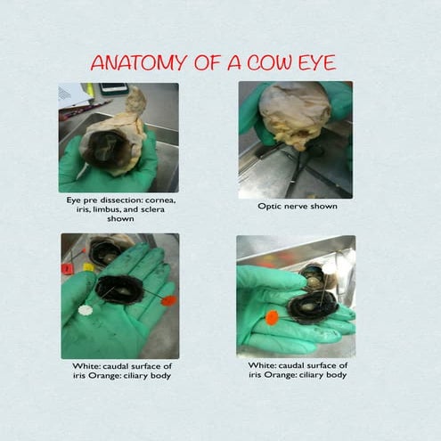 Anatomy of a cow eye | PDF