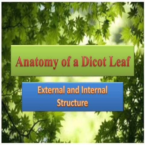 Anatomy of a dicot leaf | PPTX