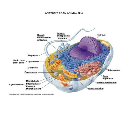 Anatomy of an animal cell | PDF