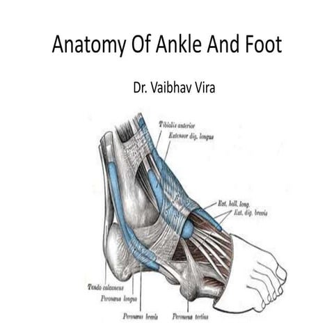 Anatomy of ankle and foot | PPSX