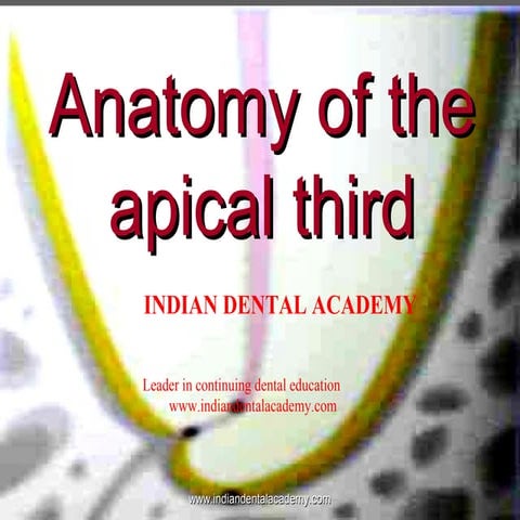 Anatomy of apical third /certified fixed orthodontic courses by Indian ...