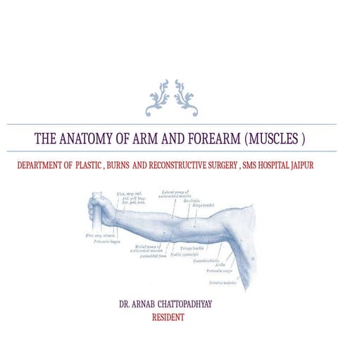 Anatomy of Back of fore arm and dorsum of hand | PDF